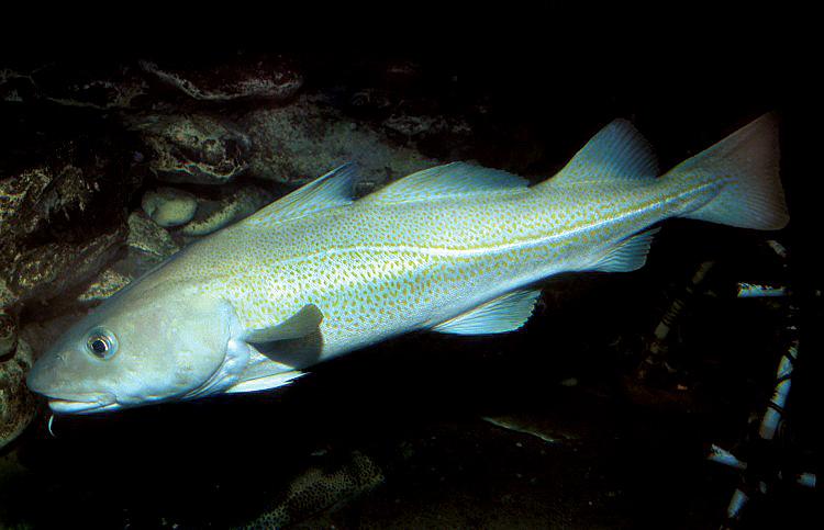 (Gadus Linnaeus, 1758) Род Гадусы, Трески, Genus Gadus Linnaeus, 1758 ...